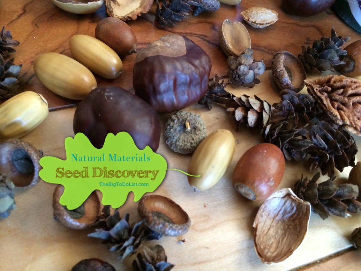 Science For Kids: Natural Materials Seed Discovery - Toddler Activities