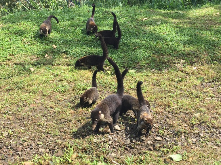 Costa Rica Wildlife: 25+ Species To Spot - The Big To-Do List